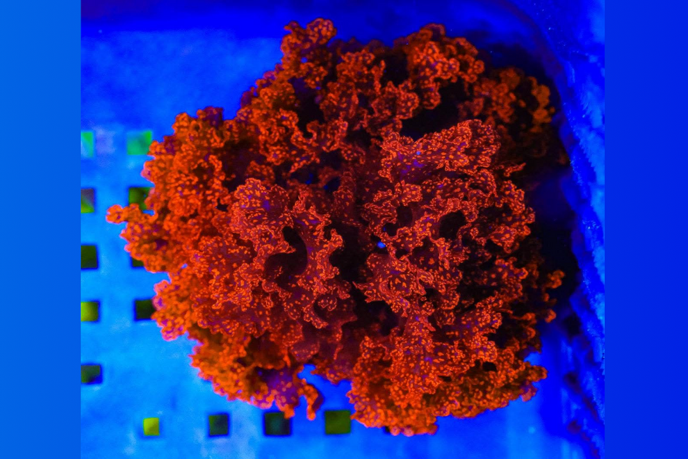 Atomic Broccoli Macroalgae – Wine Country Corals