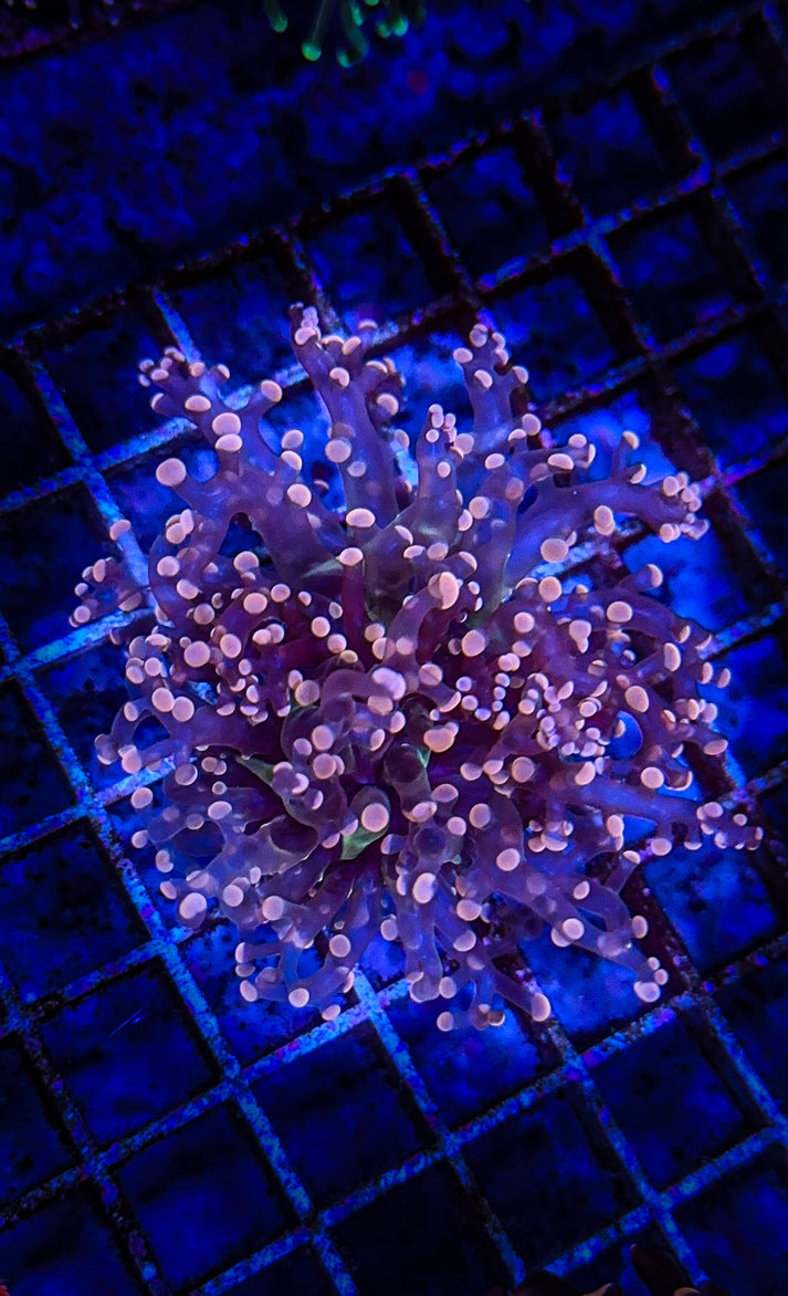 Pink Tip Frogspawn (WYSIWYG) – Wine Country Corals