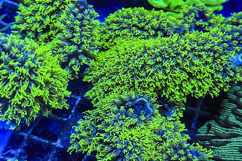 Rare Branching GSP “Green Star Polyp” – Wine Country Corals
