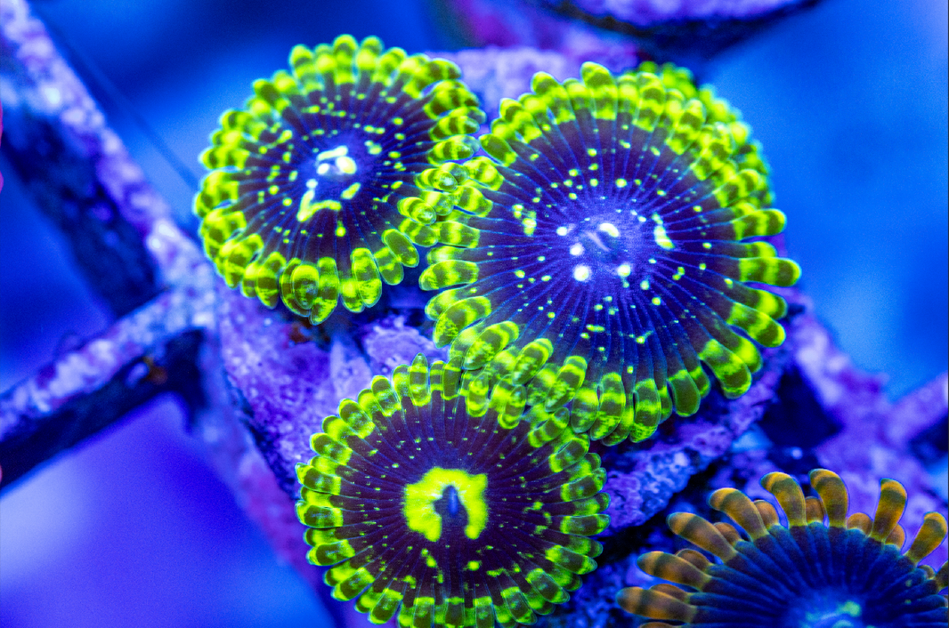 Zoa’s, Mushrooms & Soft Coral – Wine Country Corals